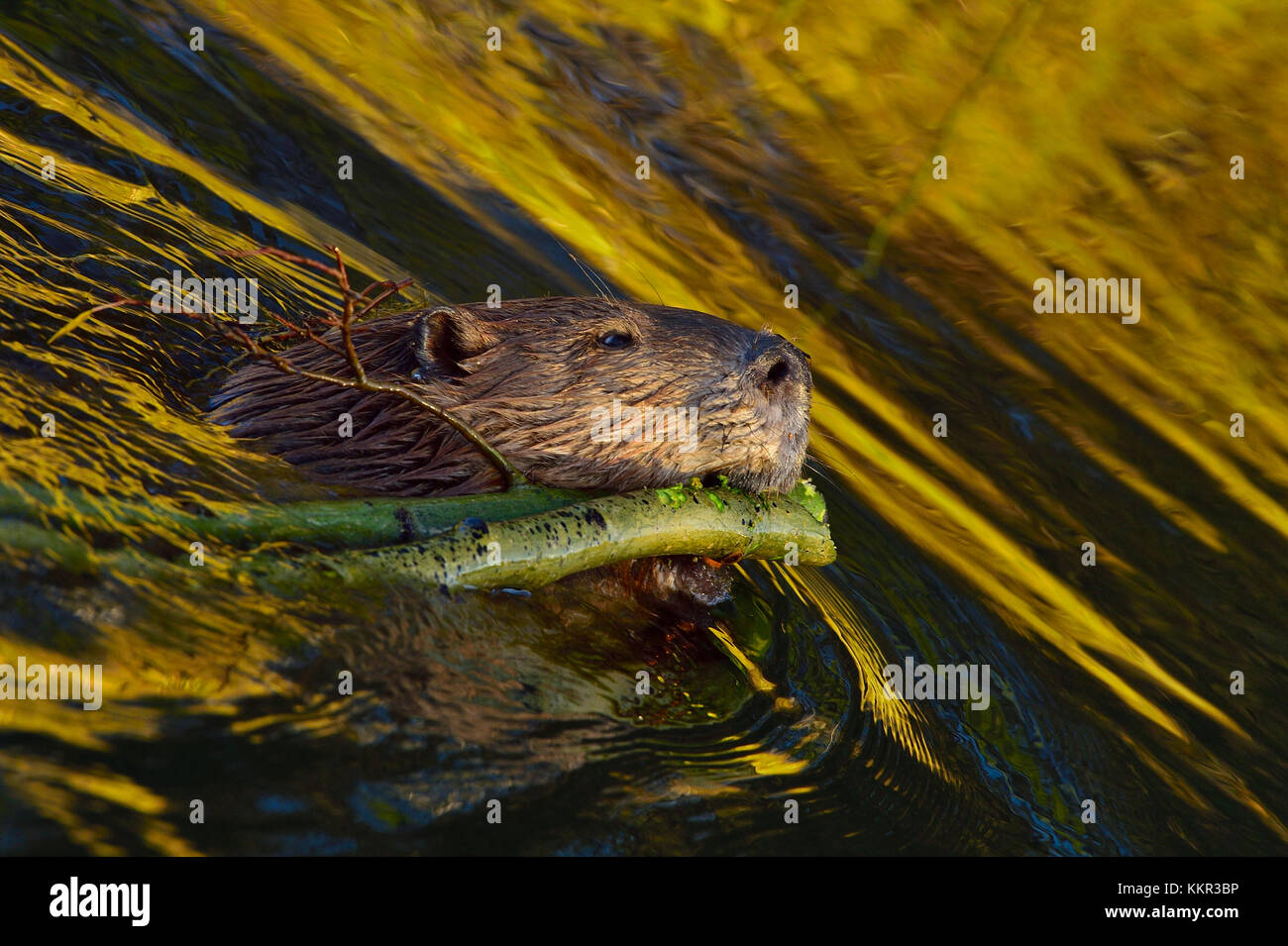 Dragging stick hi-res stock photography and images - Alamy