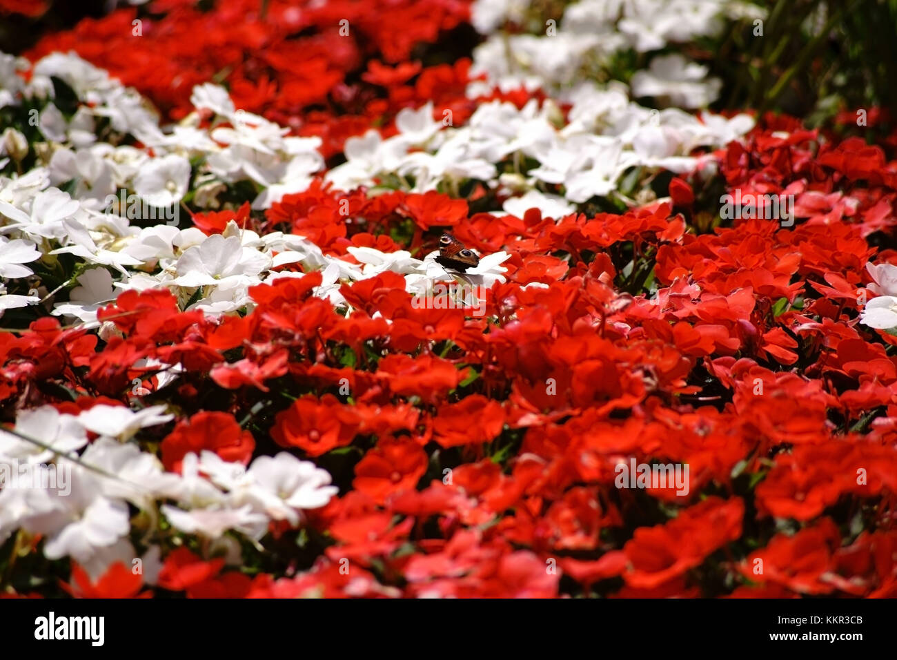 A butterfly sitting in the midst of a colourful garden patch with red ...