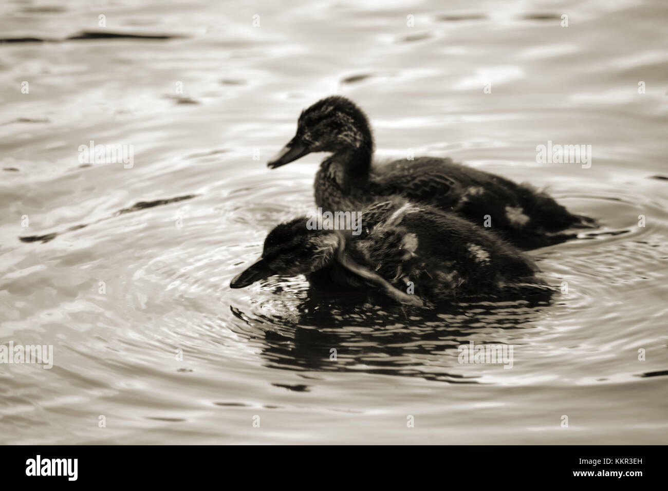 Two circular water waves hi-res stock photography and images - Alamy
