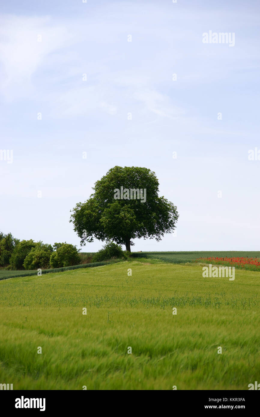 Tree standing on top of hill behind meadows fields hi-res stock ...