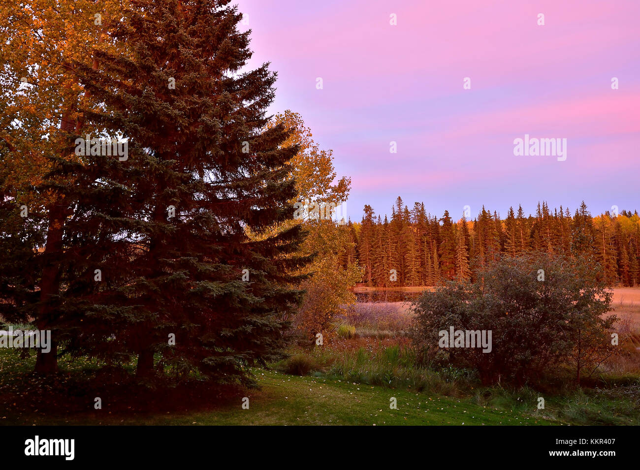 An autumn landscape image of trees and lake , pink color with the ...