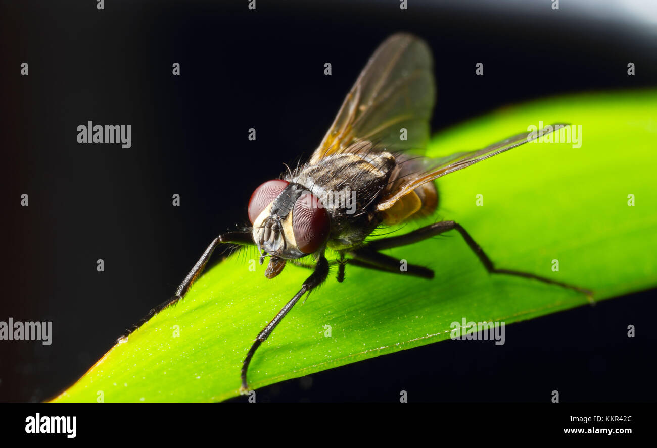 Fly sitting on leaf Stock Photo - Alamy