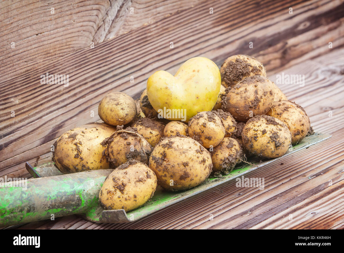Potato lying on spade Stock Photo - Alamy