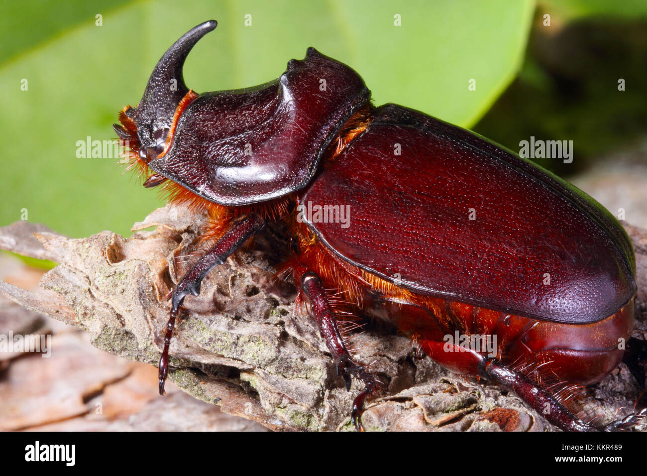 Oryctes nasicornis, rhinoceros beetle Stock Photo - Alamy