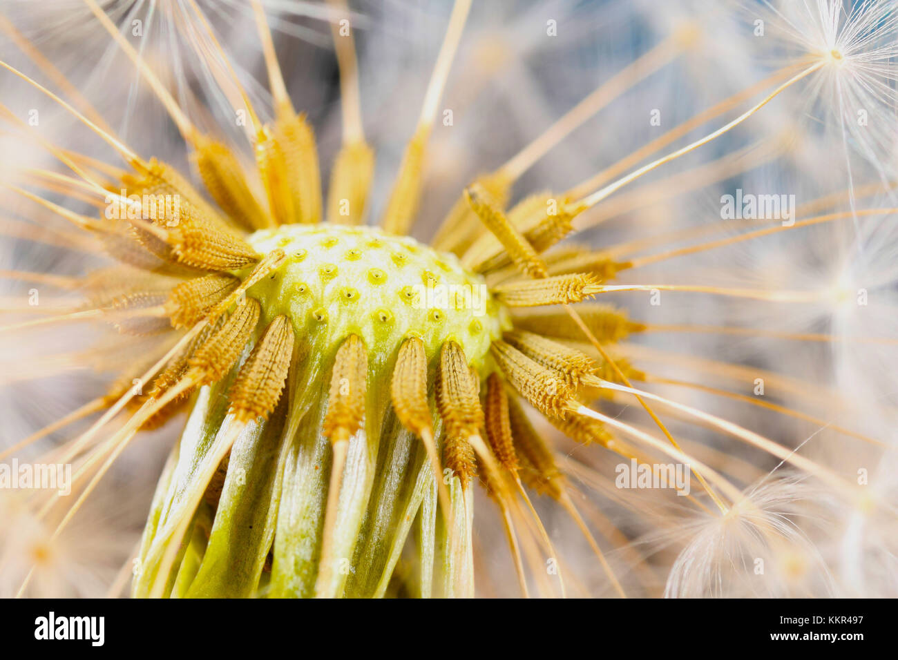 Blowball dandelion close-up Stock Photo - Alamy