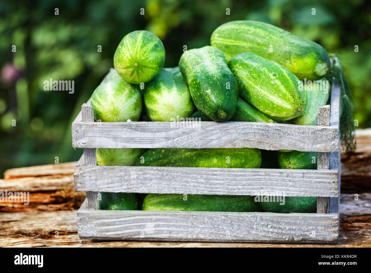 Cucumbers in crate Stock Photo - Alamy