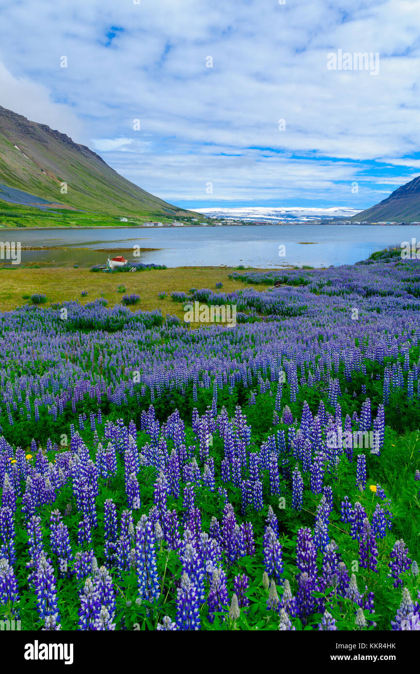 Landscape and view of Isafjordur town, in the west fjords region ...
