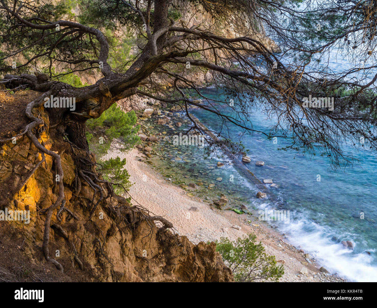 Gnarled tree at Costa Brava Stock Photo - Alamy