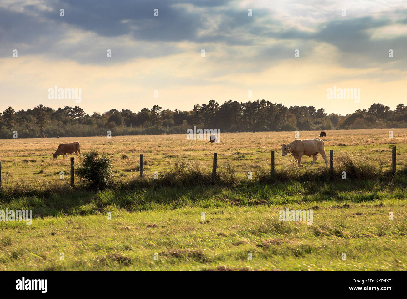 Rustic Texas cattle farm with a tin roof and hay in the fields Stock ...