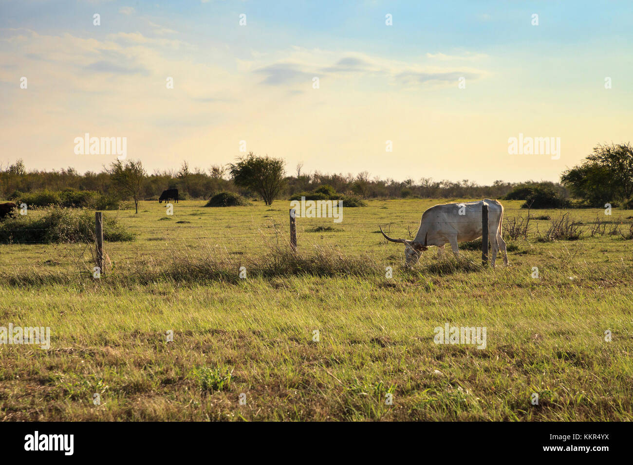 Rustic Texas cattle farm with a tin roof and hay in the fields Stock ...