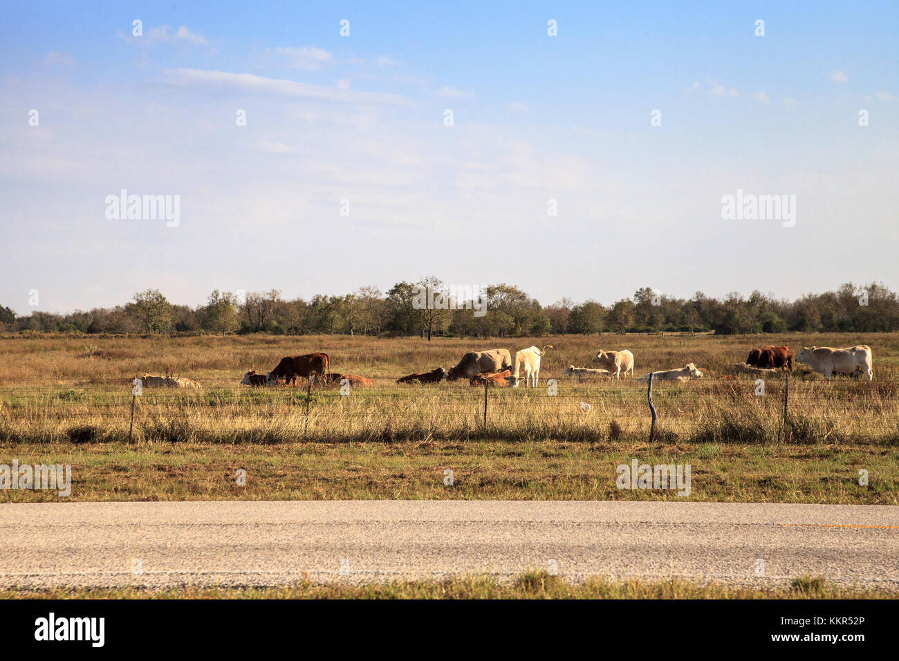 Texas cattle farm hi-res stock photography and images - Alamy