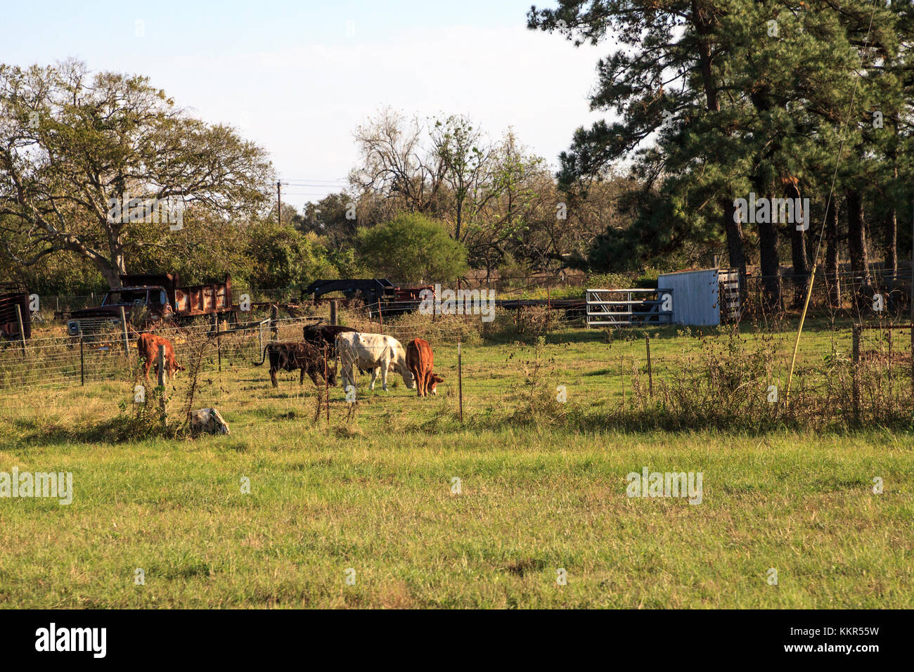 Rustic Texas cattle farm with a tin roof and hay in the fields Stock ...