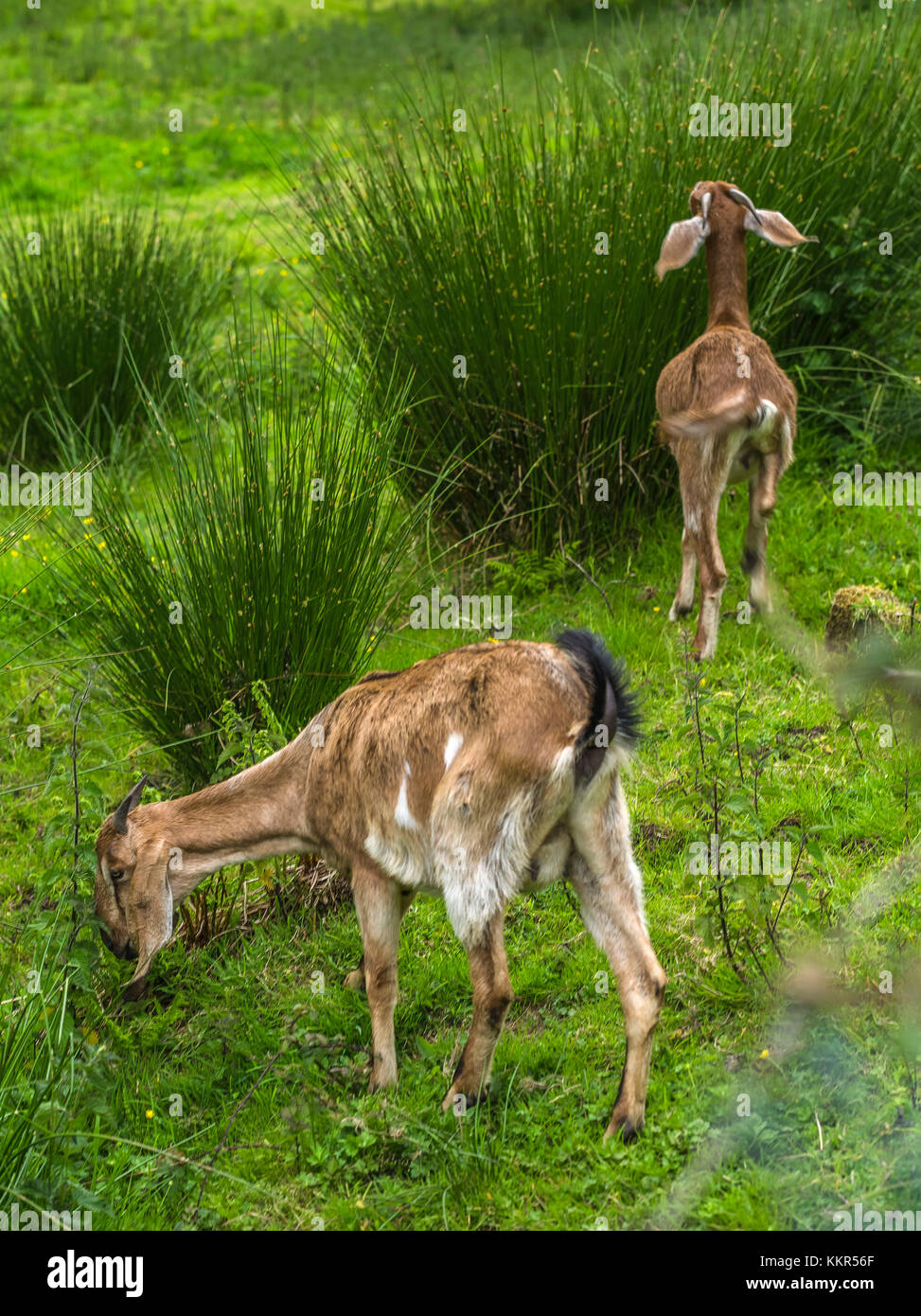 Free-range goats on Jersey Stock Photo - Alamy