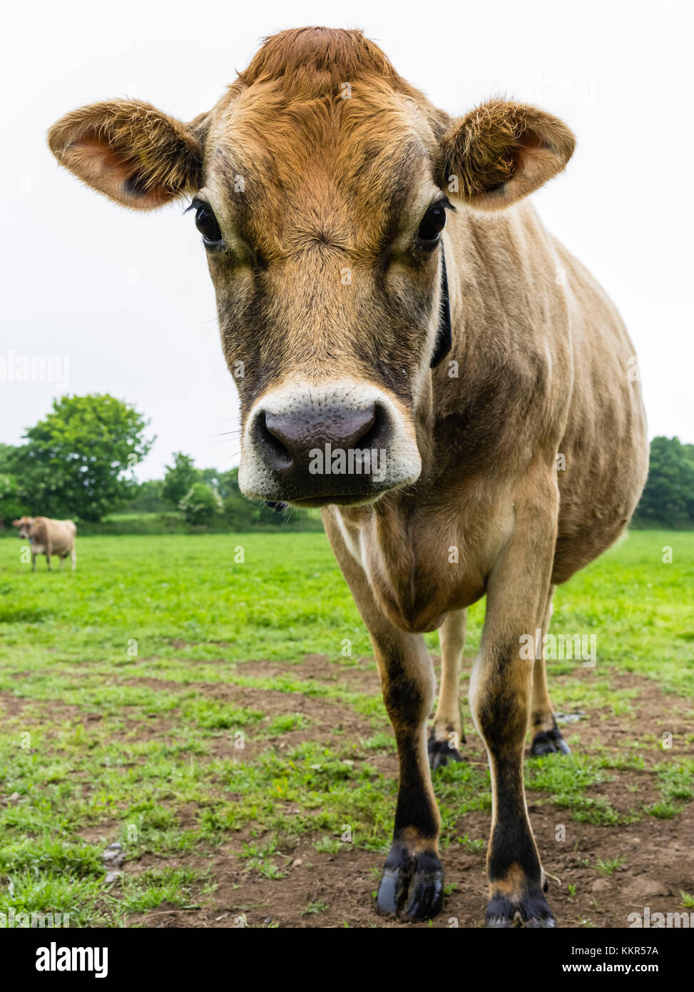 Channel Island Cattle High Resolution Stock Photography and Images - Alamy