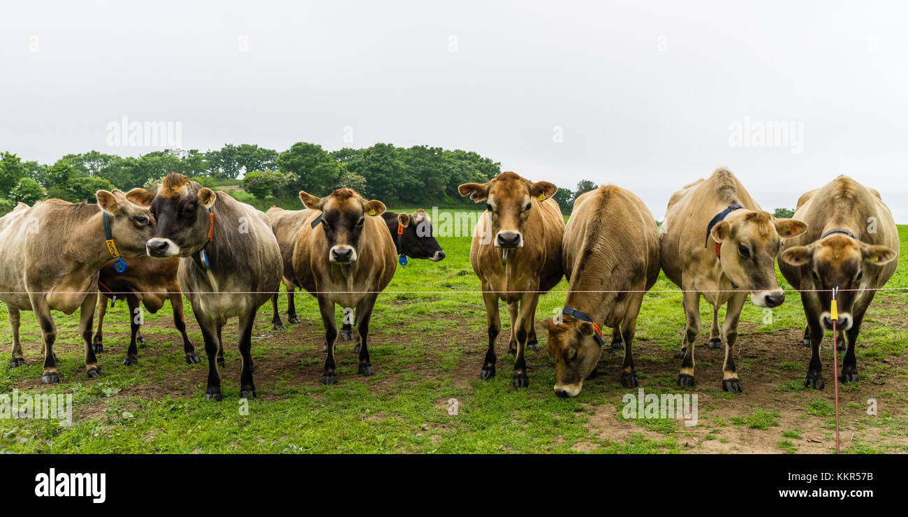 Channel island cattle hi-res stock photography and images - Alamy