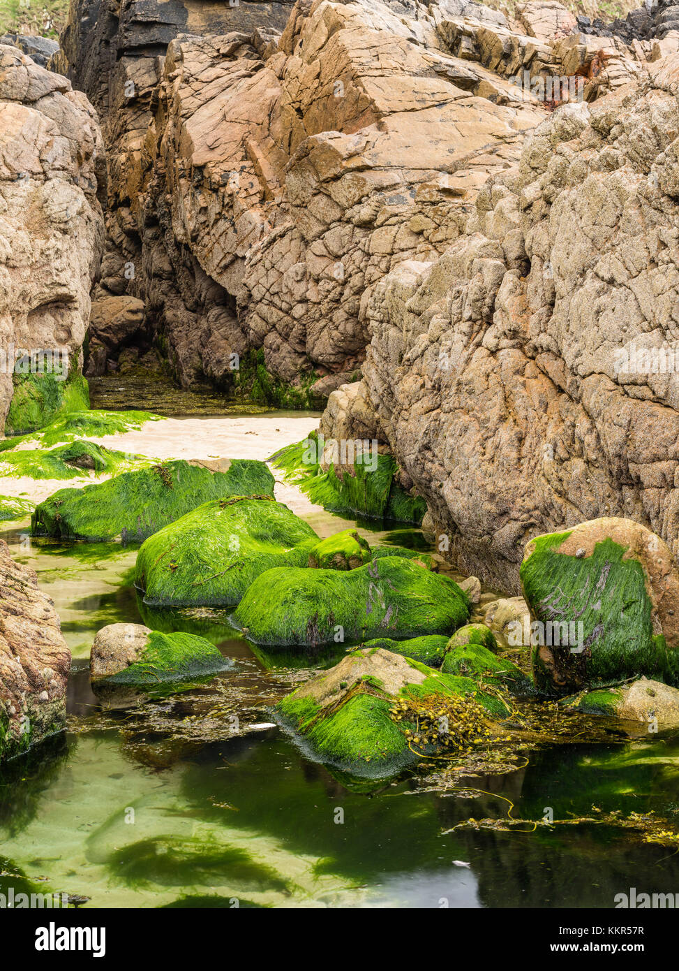 Tide algae hi-res stock photography and images - Alamy