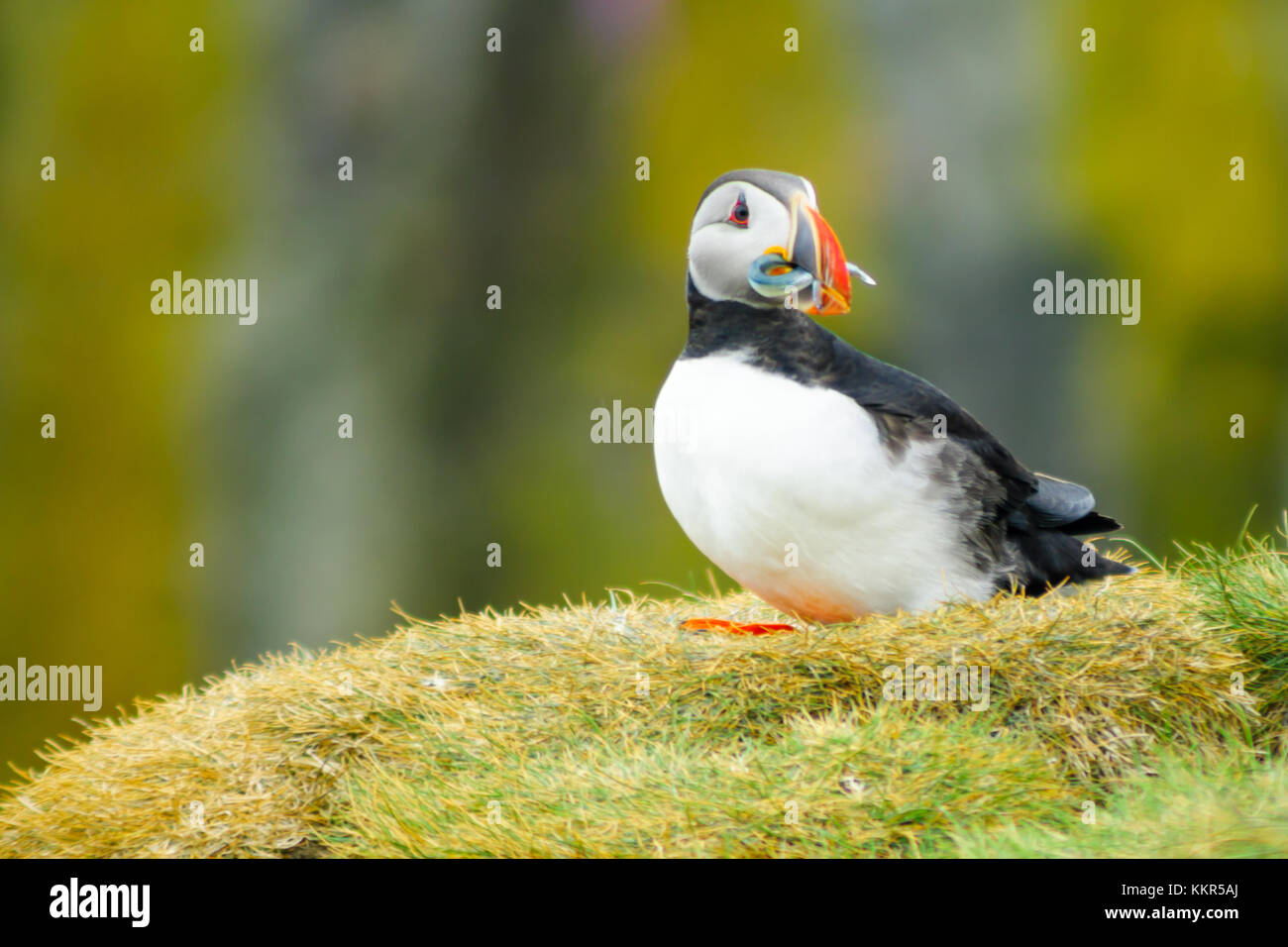 Atlantic puffin fish mouth hi-res stock photography and images - Alamy