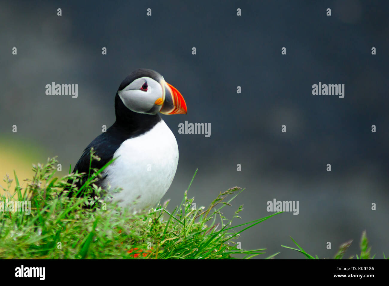 Puffins on a cliff near Bakkagerdi, in the east fjords region, Iceland ...