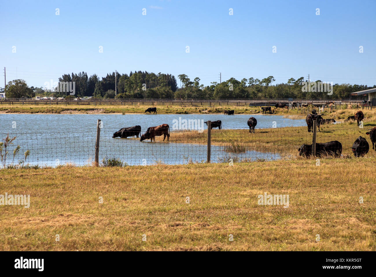 Texas cattle farm hi-res stock photography and images - Alamy