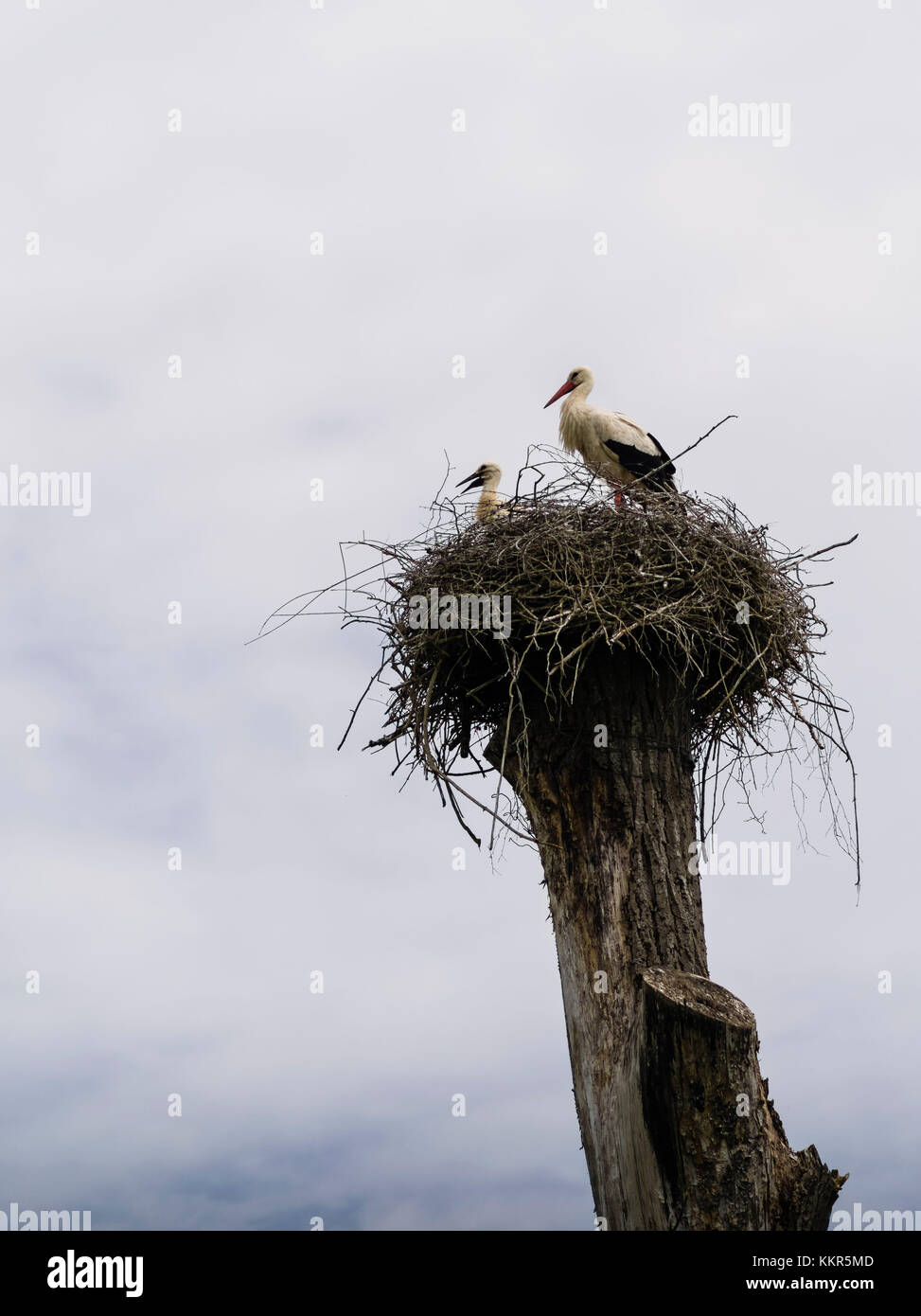 Stork nest switzerland hi-res stock photography and images - Alamy