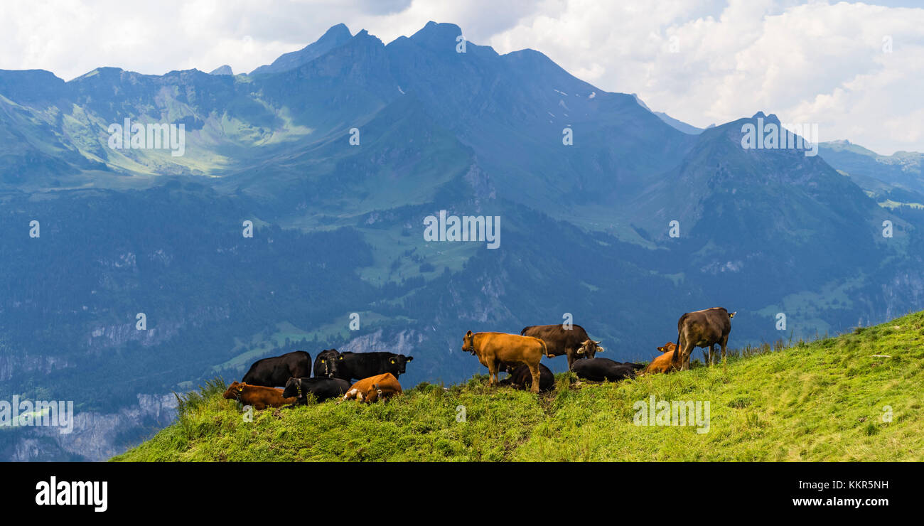 Herd of cows on an Alpine meadow Stock Photo - Alamy