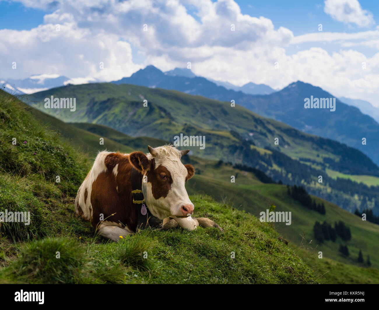Cow on meadow! switzerland! hi-res stock photography and images - Alamy