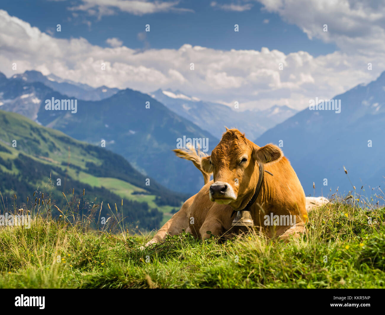 Cow on an Alpine meadow Stock Photo - Alamy