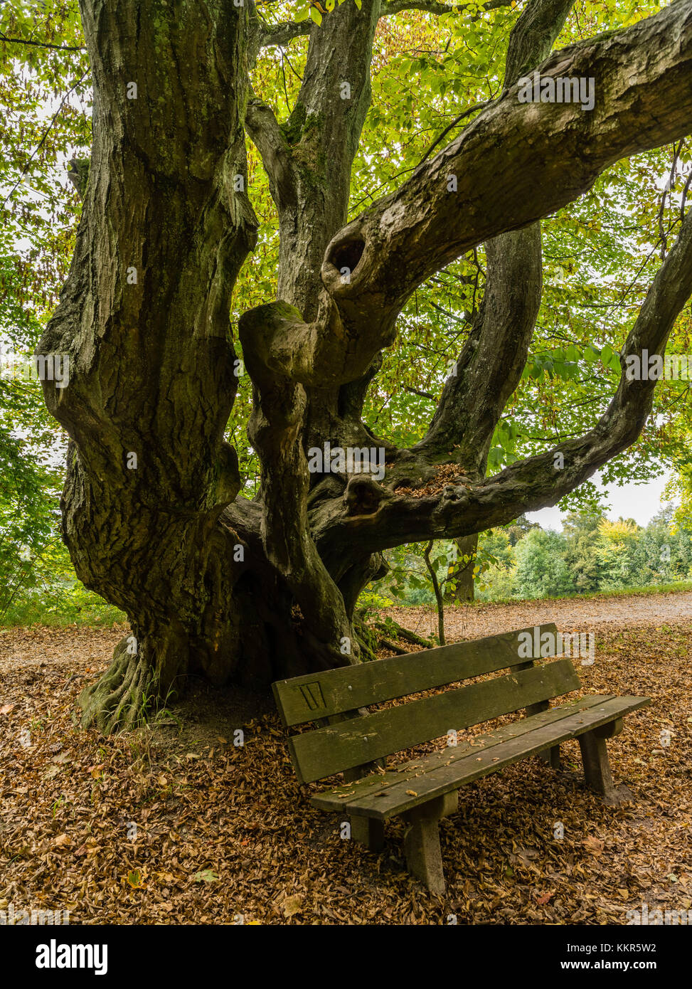 Park bench under tree hi-res stock photography and images - Alamy