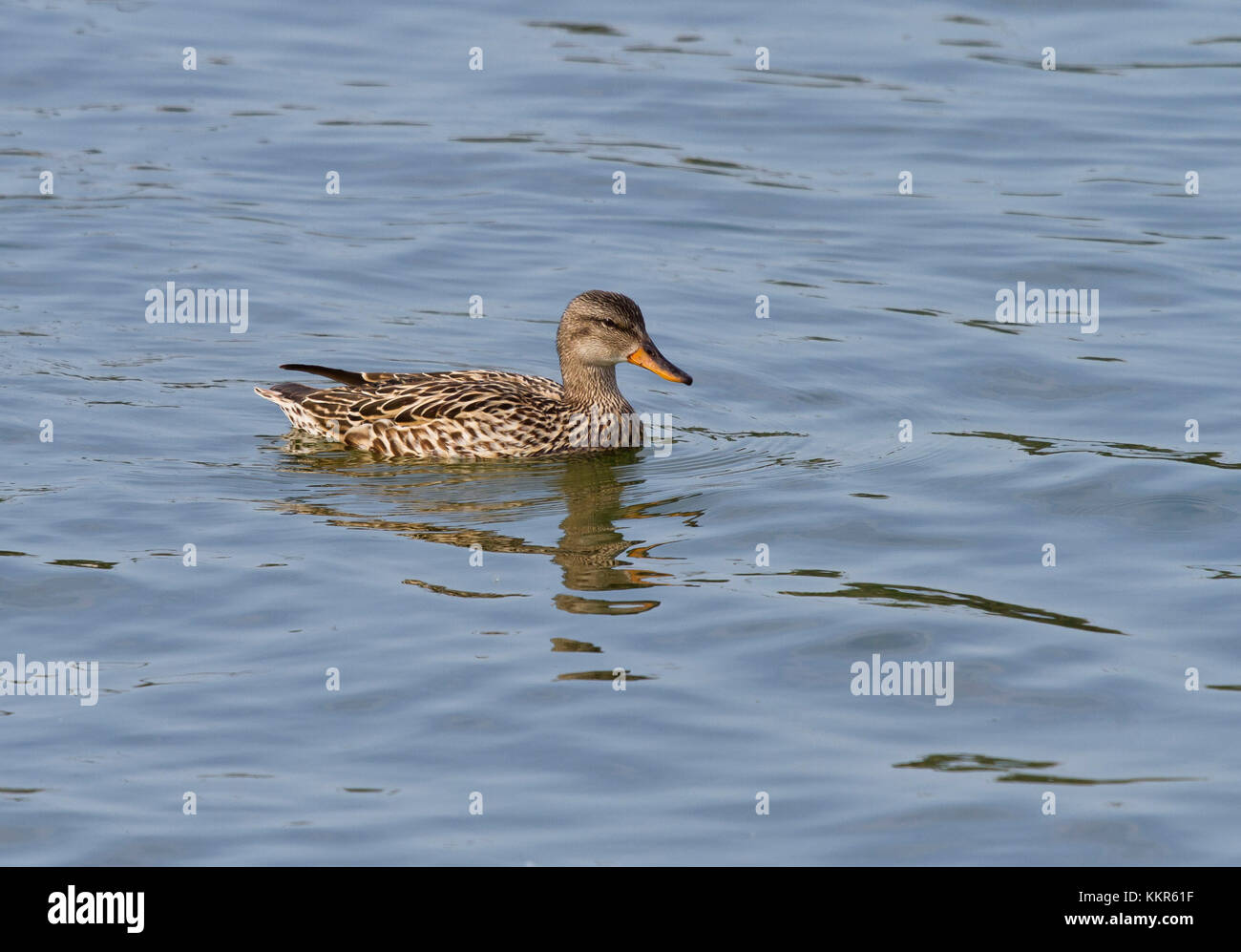 Female Gadwall High Resolution Stock Photography and Images - Alamy