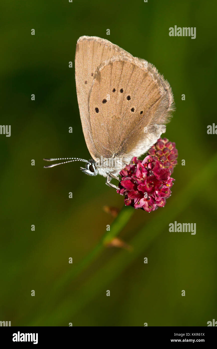 dusky large blue, Maculinea nausithous, Murnauer Moos, Murnau, Bavaria ...