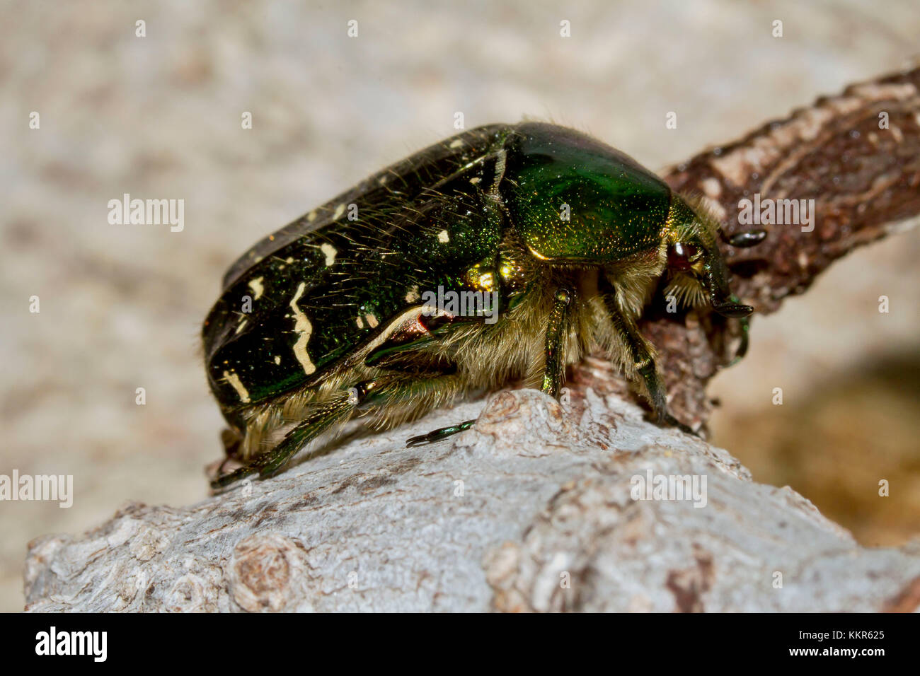 goldsmith beetle, Cetonia aurata, Kolbermoor, Germany Stock Photo - Alamy