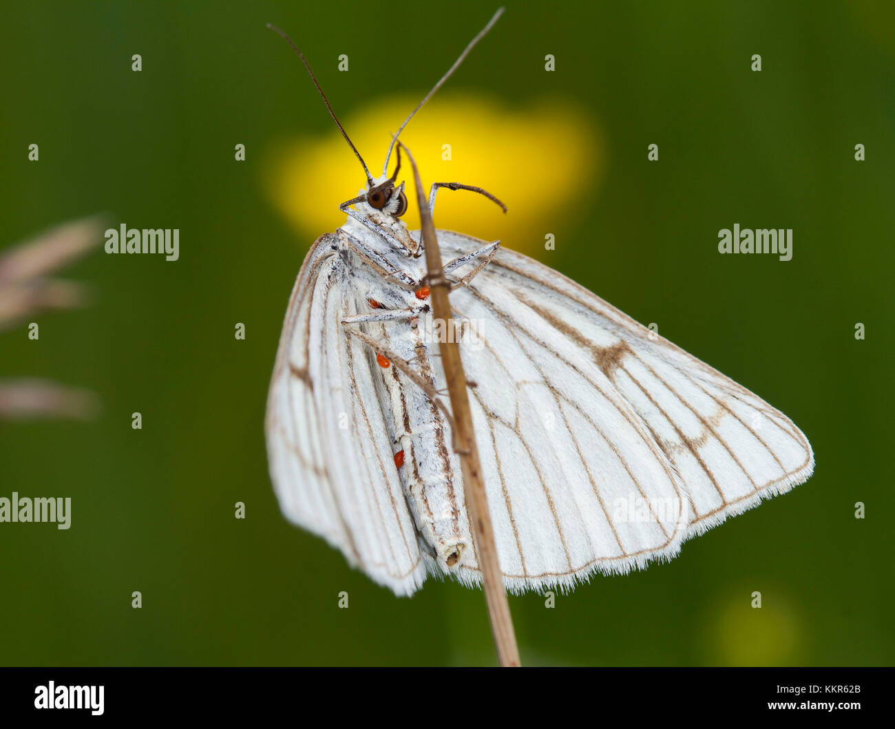 black-veined moth with parasites, red mites, Siona lineata, Murnau ...