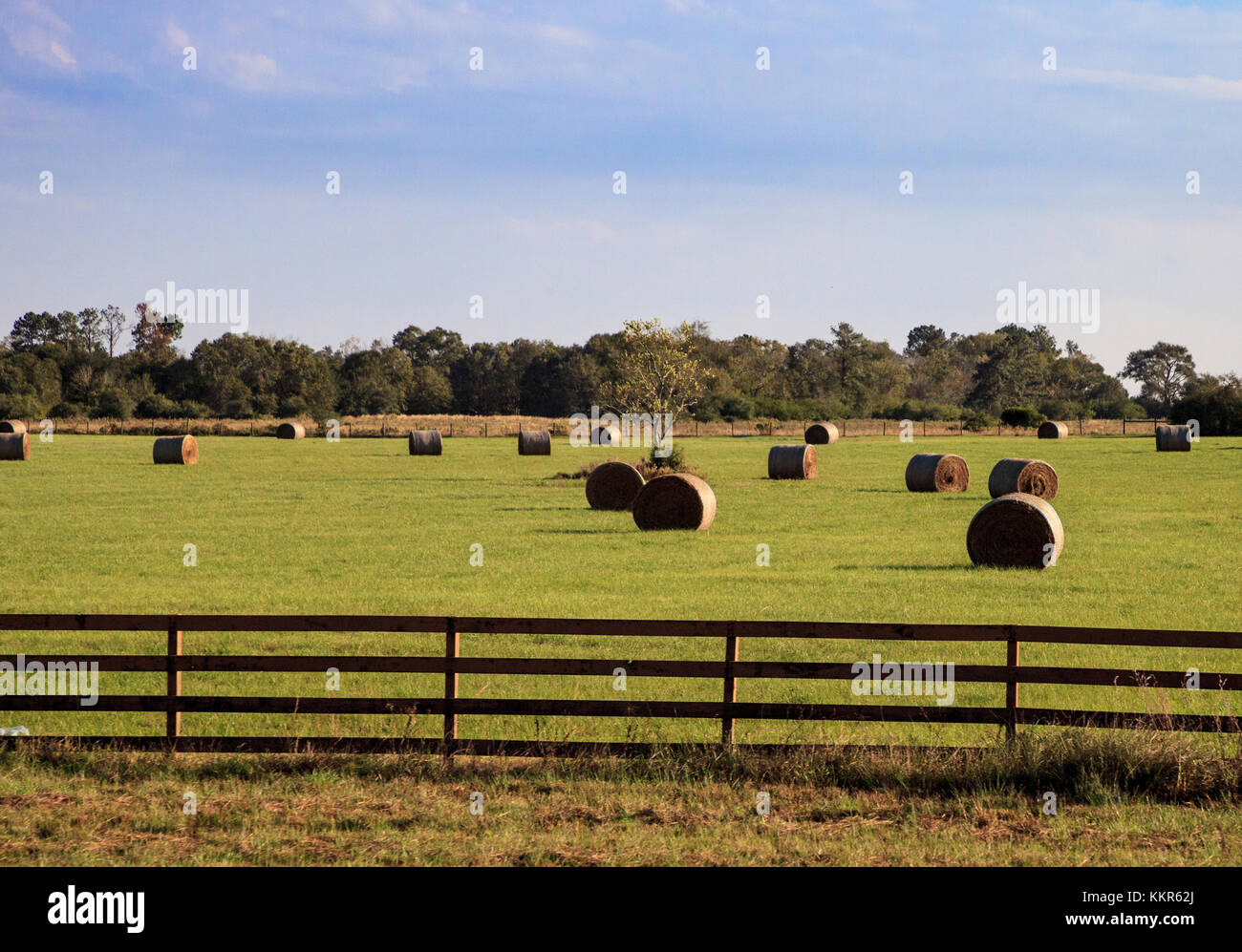 Large rolled hay bales sit in an open field for livestock in Texas ...