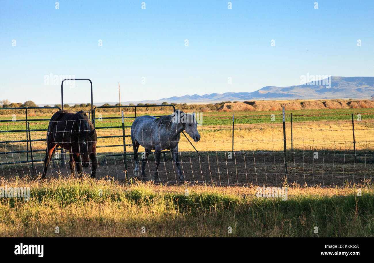 Horse farm in Rustic Texas with a tin roof and hay in the fields Stock ...