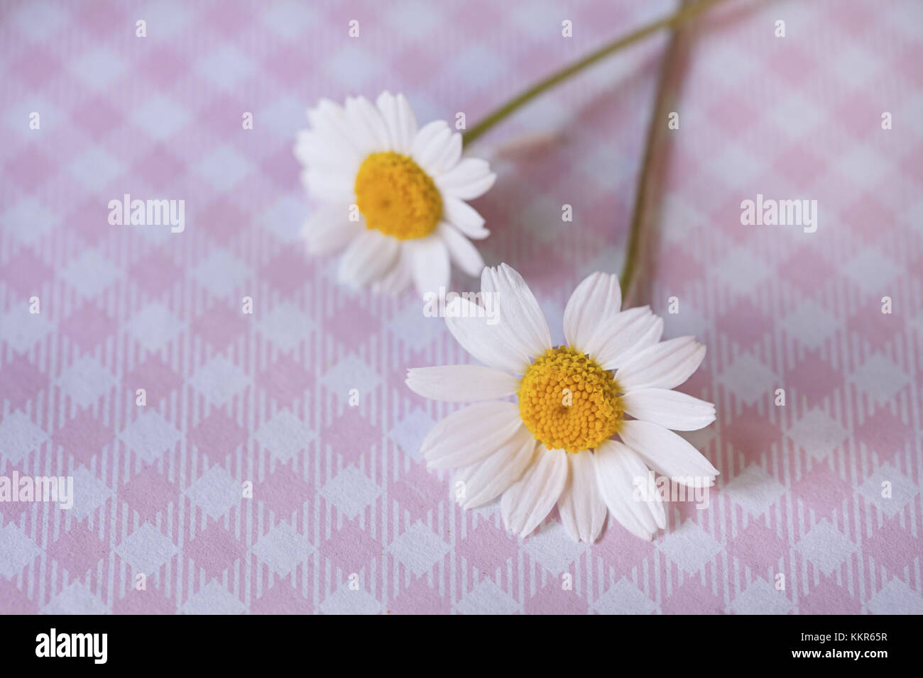 Two white flowers on pink checked underground, close up, still life ...