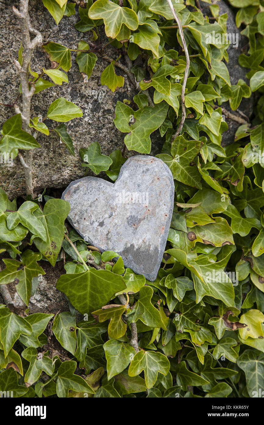 Stone wall covered ivy hi-res stock photography and images - Alamy