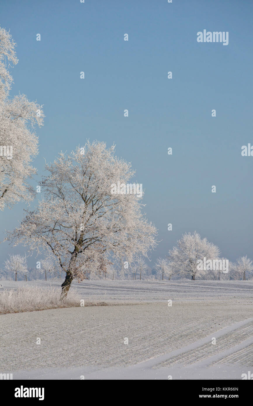 Fresh snowfall in winter scenery Stock Photo - Alamy