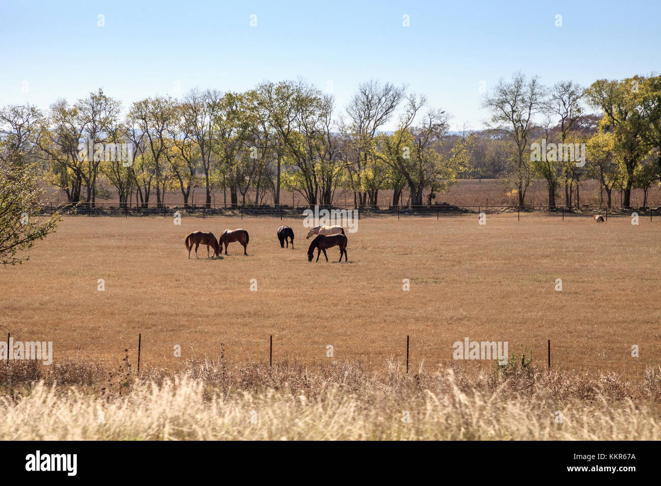 Horse farm in Rustic Texas with a tin roof and hay in the fields Stock ...
