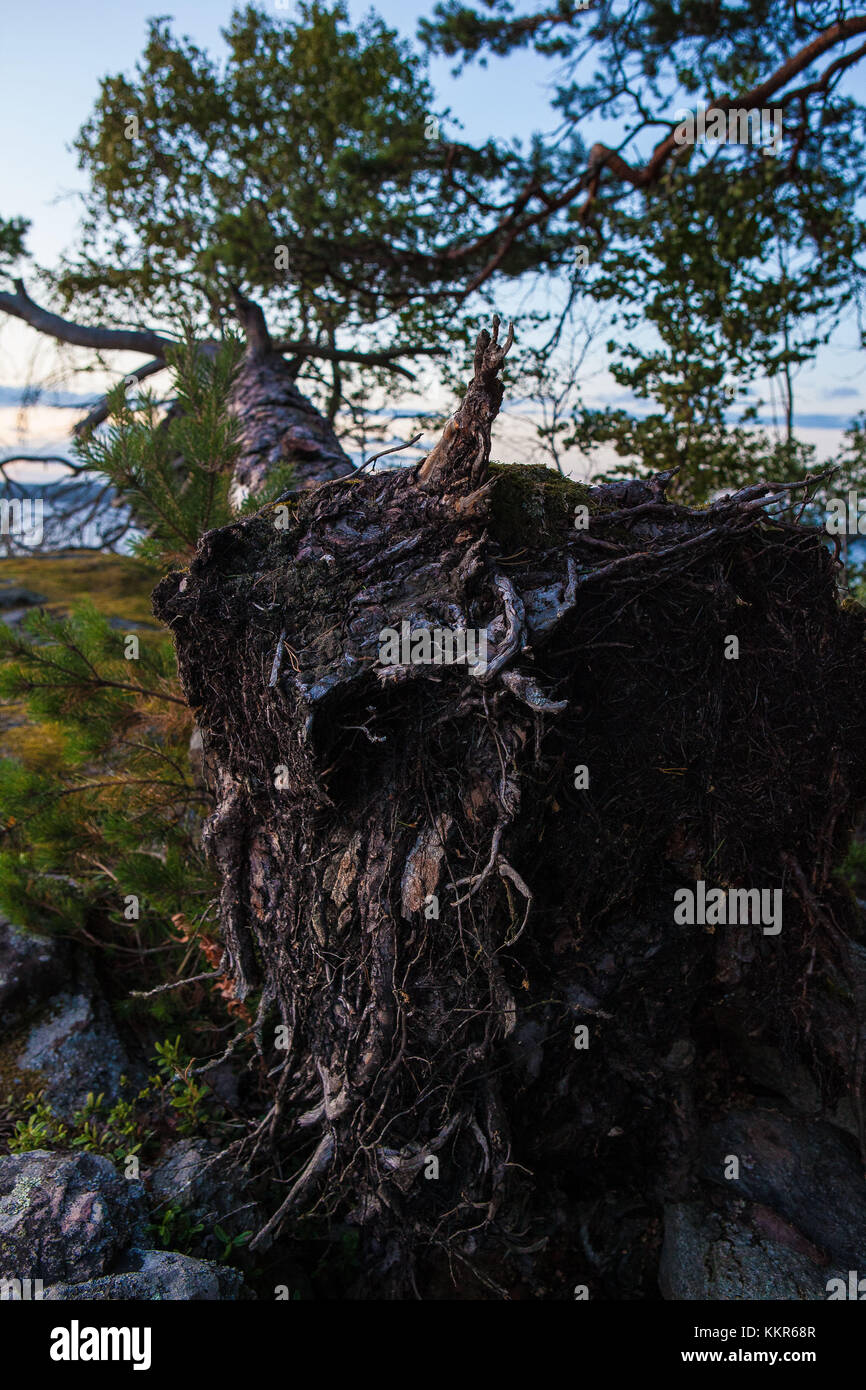 Rotten vegetation hi-res stock photography and images - Alamy