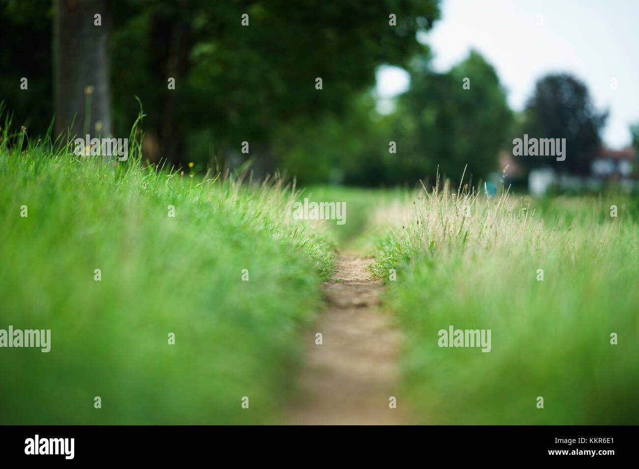 small path through a meadow Stock Photo - Alamy