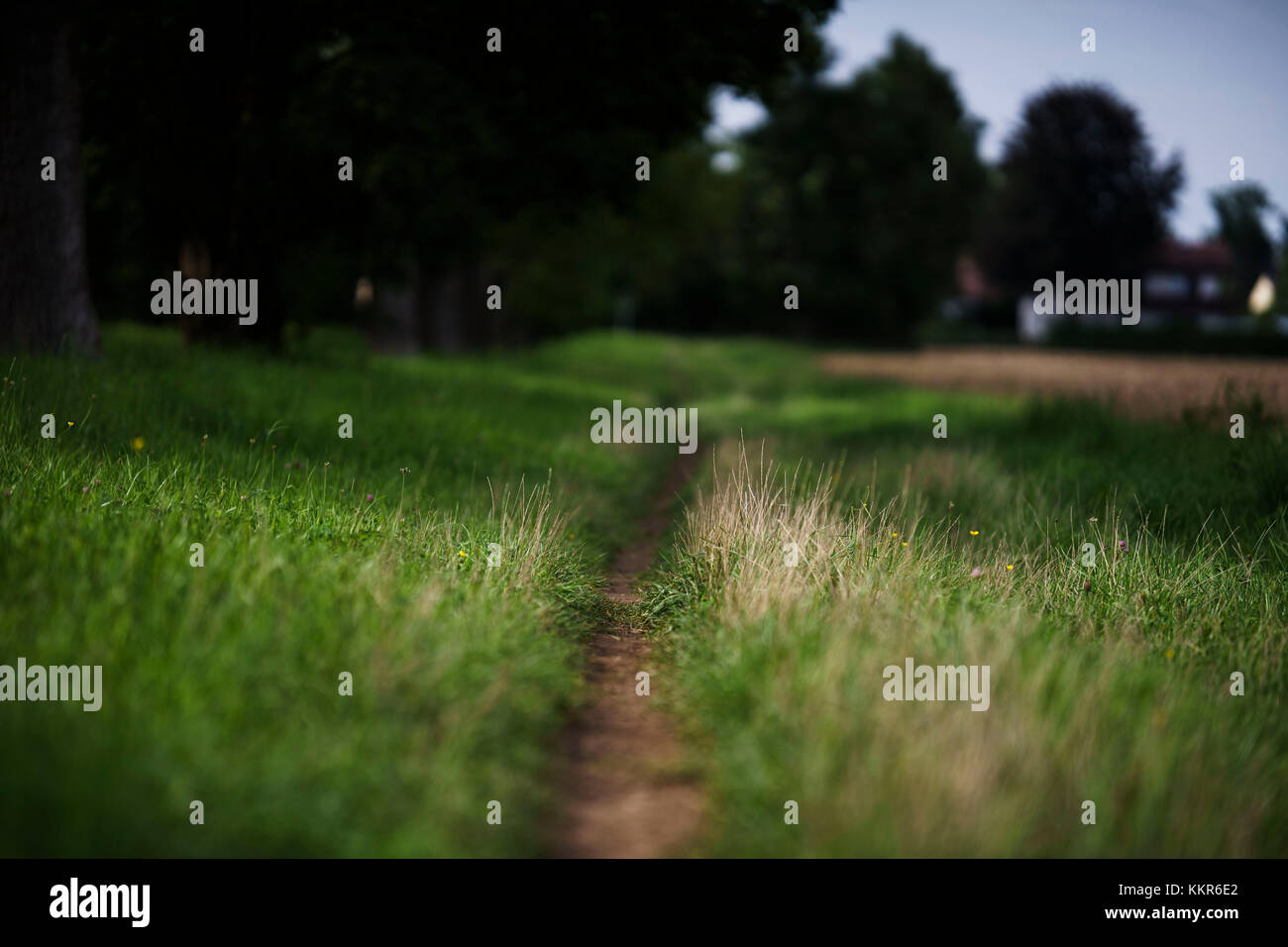 small path through a meadow Stock Photo - Alamy