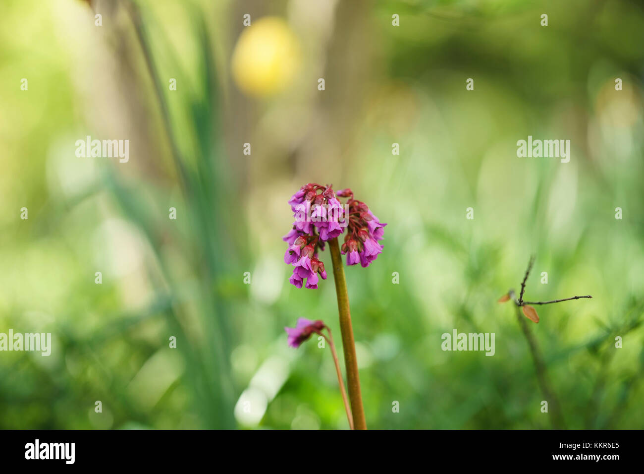Flower, medium close-up Stock Photo - Alamy