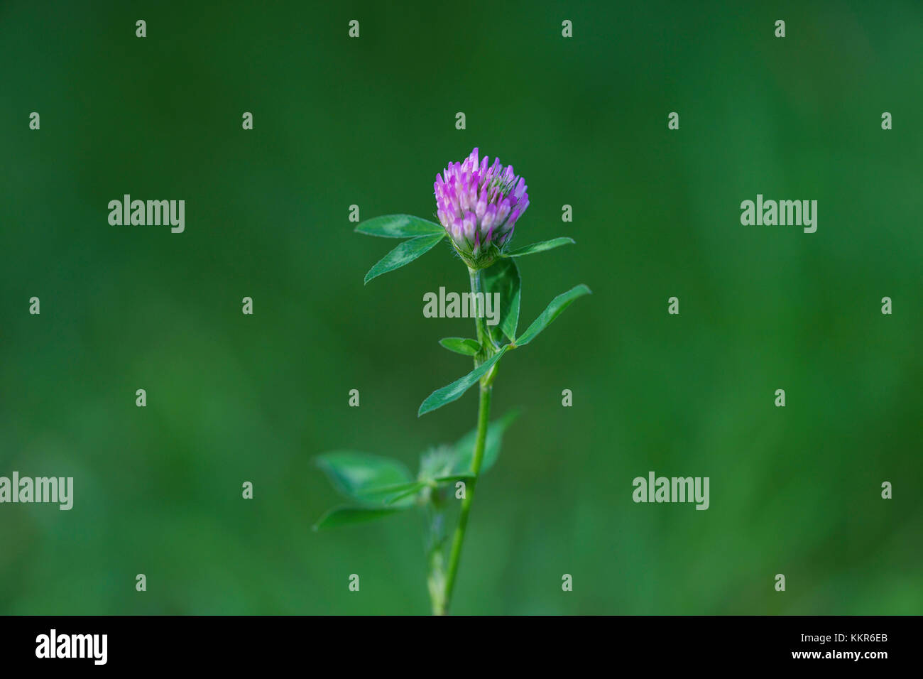 Flower, medium close-up Stock Photo - Alamy