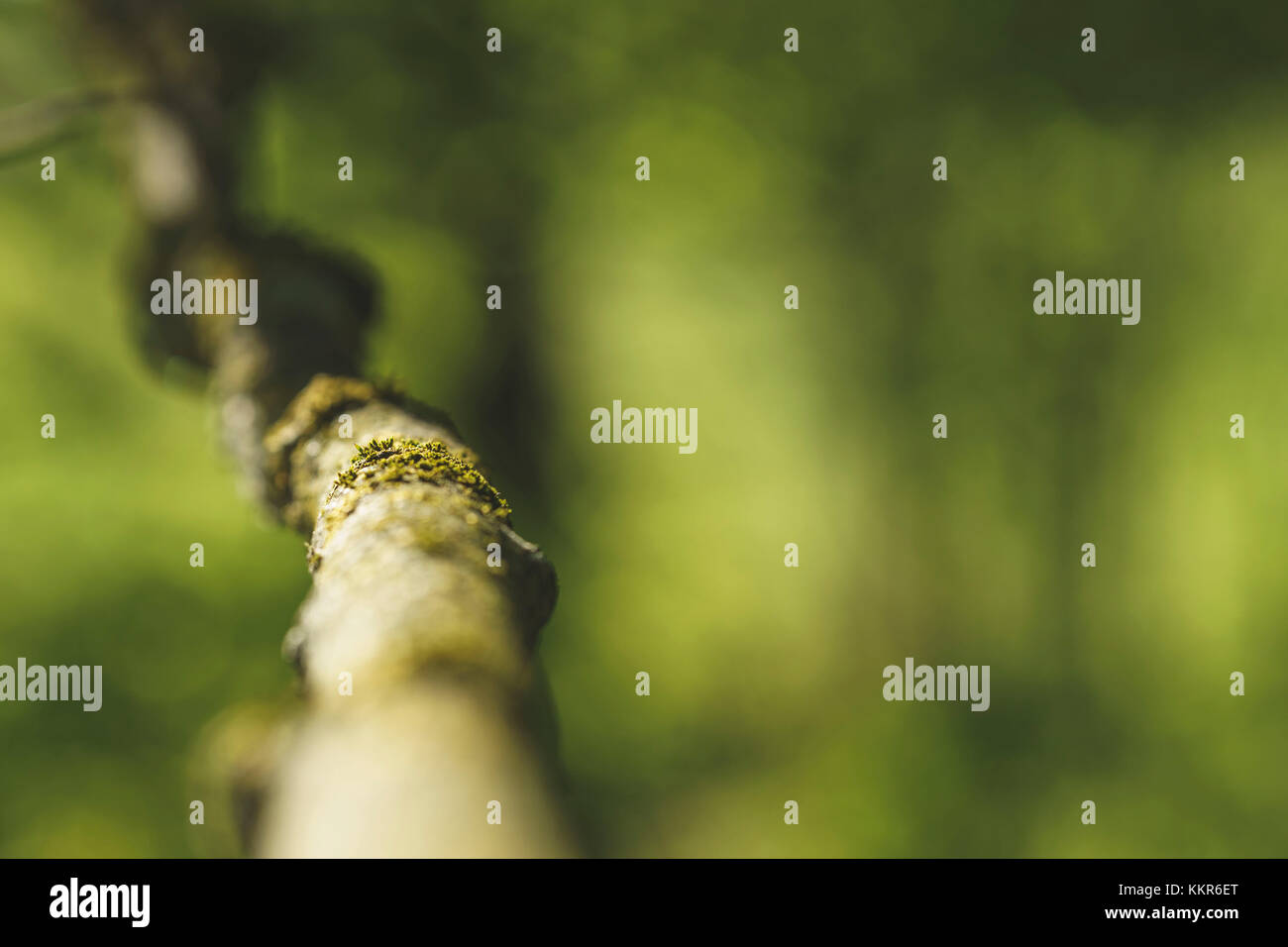 Branch, medium close-up, Bokeh Stock Photo - Alamy