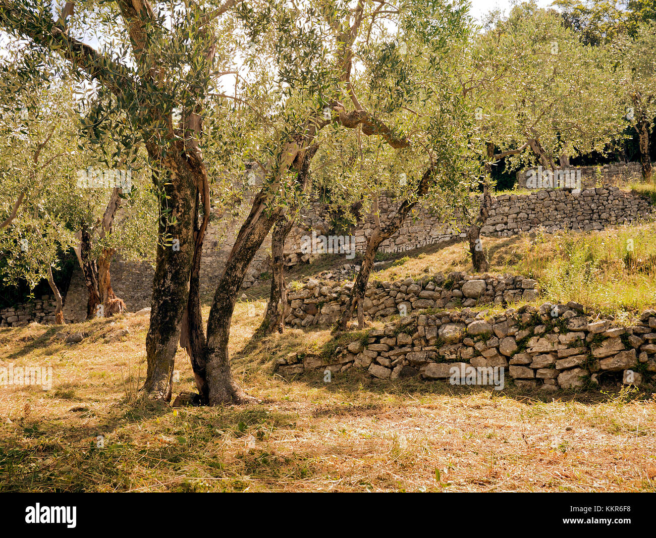 Olive grove mountains hi-res stock photography and images - Alamy