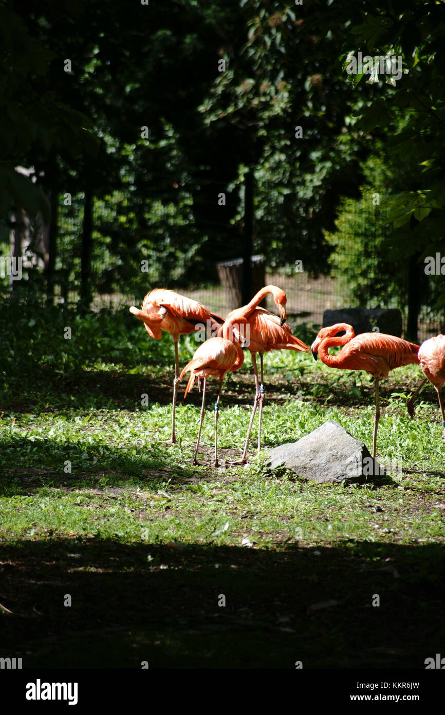 Flamingos standing, on one leg hi-res stock photography and images - Alamy