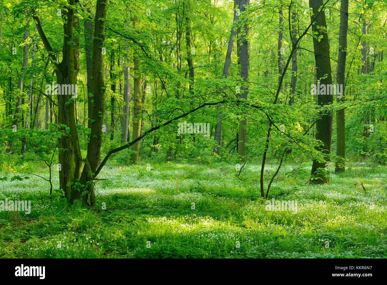 Close-to-nature deciduous forest in the spring, early flowering plants ...