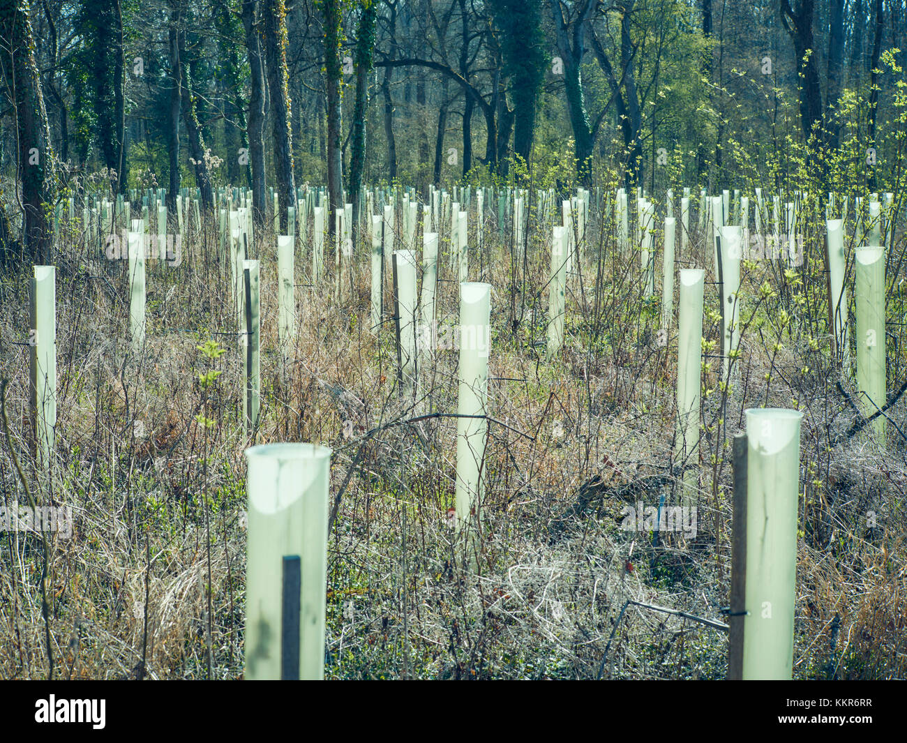 Foreign trees hi-res stock photography and images - Alamy