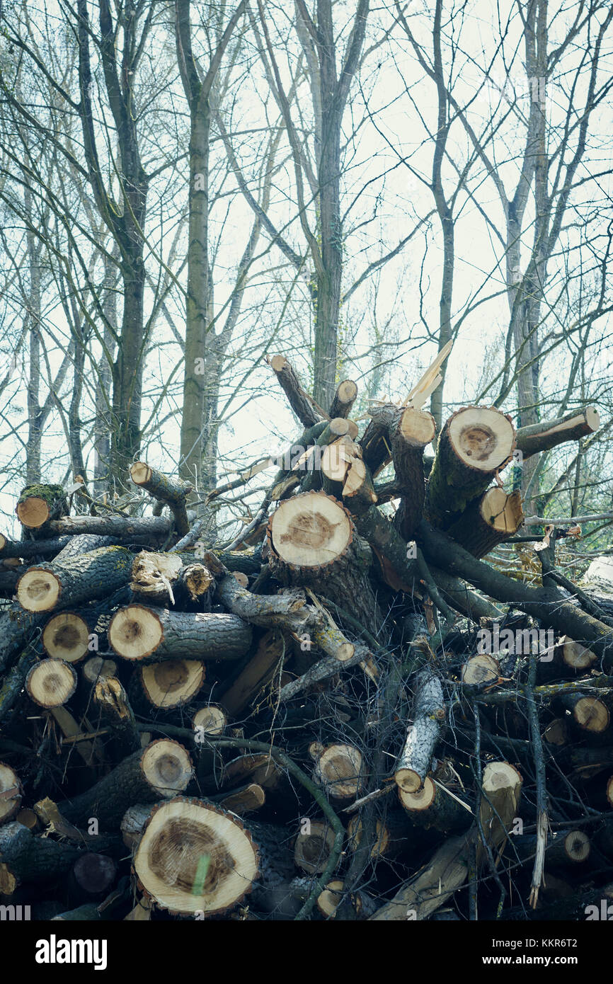 Sawed off branches and trunks on a pile at the edge of a wood Stock ...