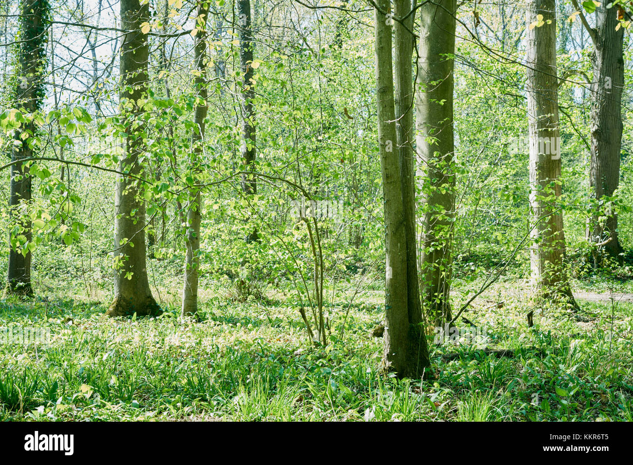 Deciduous forest with green leaves in the spring with sunshine Stock ...